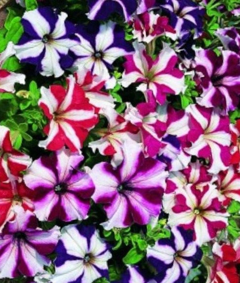 Star Petunia, Assorted Colors, 300 Seeds. A Very Beautiful Plant, Ideal ...