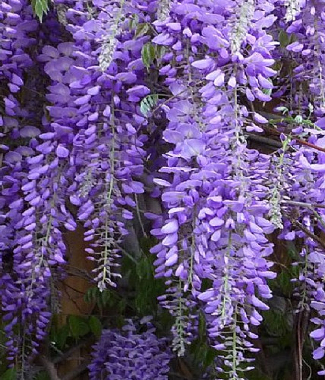 50 graines de Glycine sinensis, idéales pour le bonsaï et les jardins ...