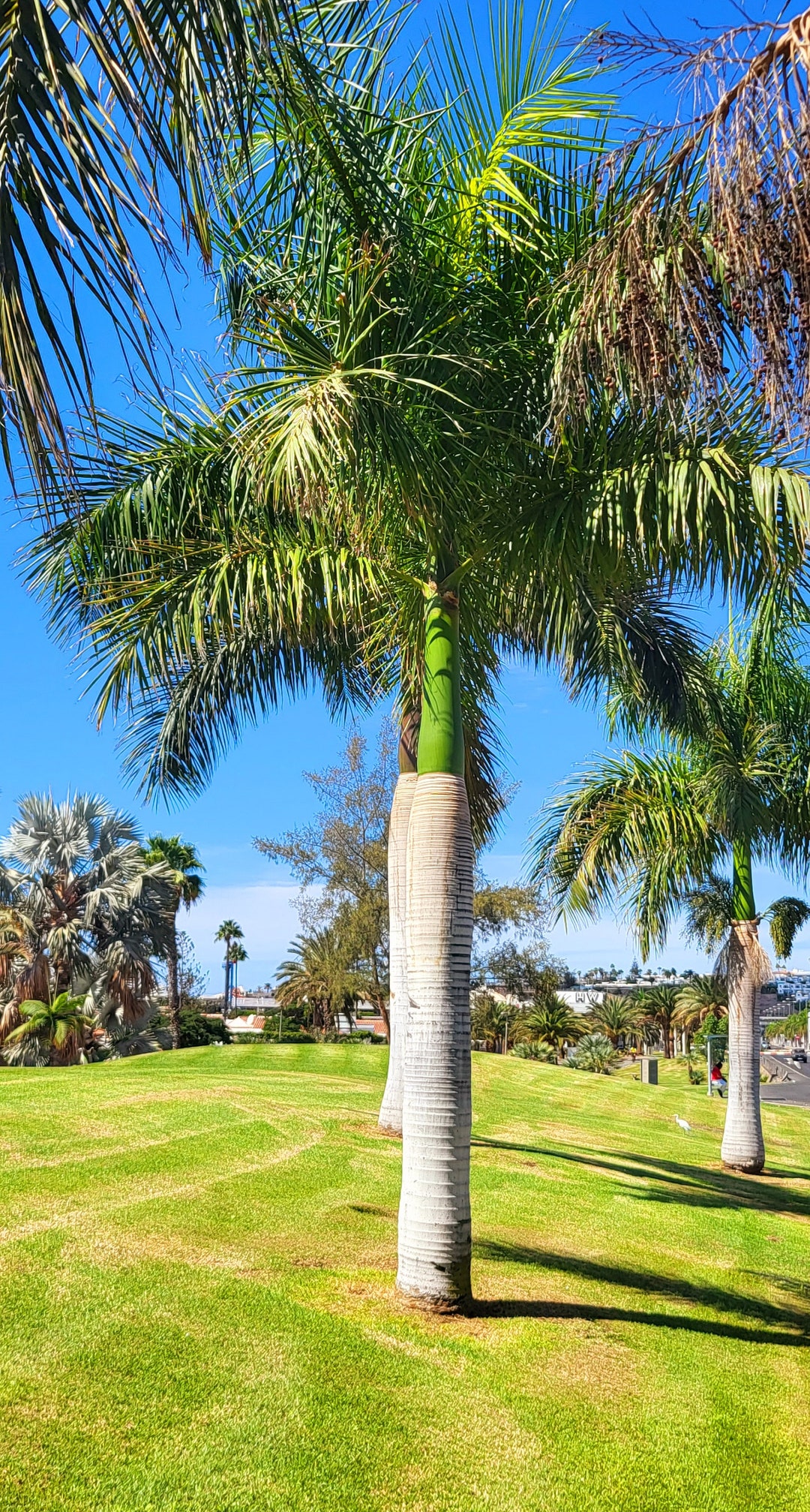 Royal Palm Roystonea Regia 50 Fresh Seeds - Etsy Canada
