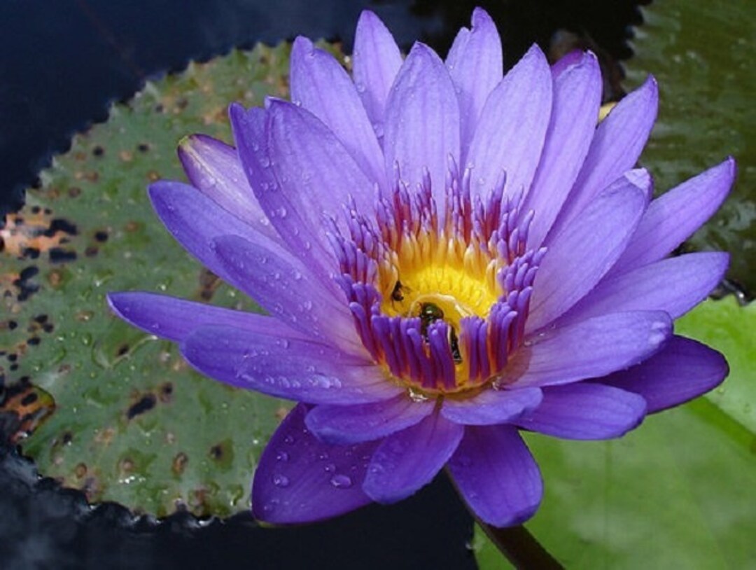 BLUE NENUFAR Nymph, Nymphaea Caerulea 10 Seeds Seeds - Etsy Hong Kong