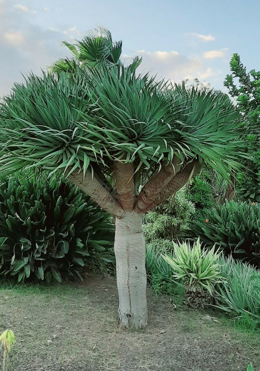 Drago Dragon Blood Tree Dracaena Draco 50 Fresh Seeds - Etsy Canada