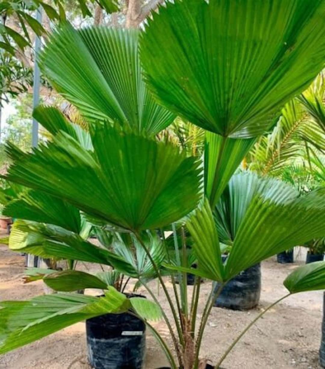 Fan Palm Tree Licuala Grandis 5 Seeds Seeds - Etsy Canada