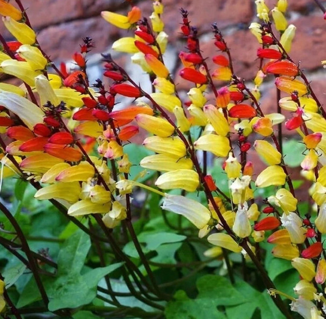 Ipomoea Spanische Flagge - Mina lobata 20 Samen - Klettersamen ...