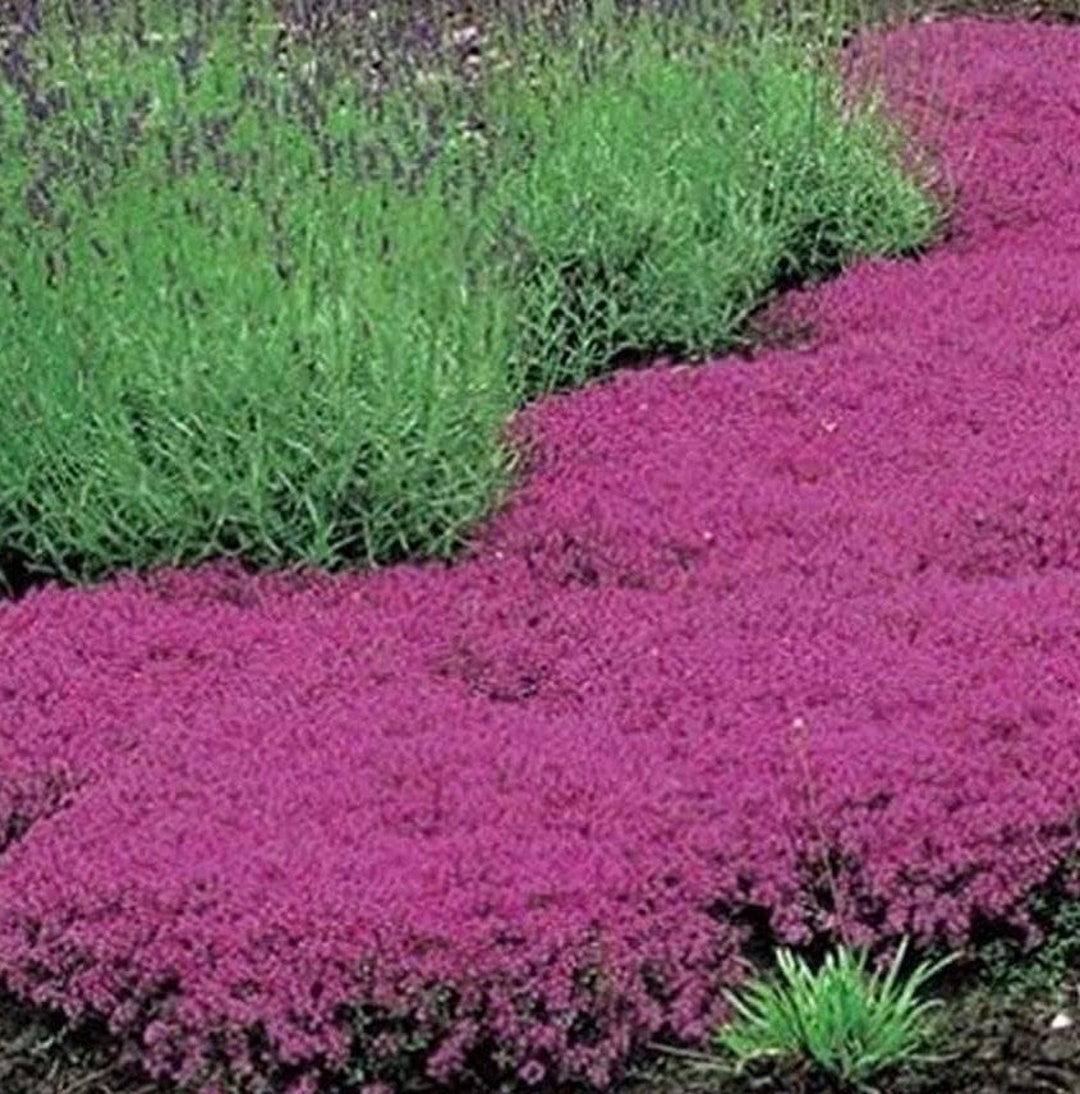 Graines de thym rampant (Thymus serpyllum) - Couvre-sol ornemental ...