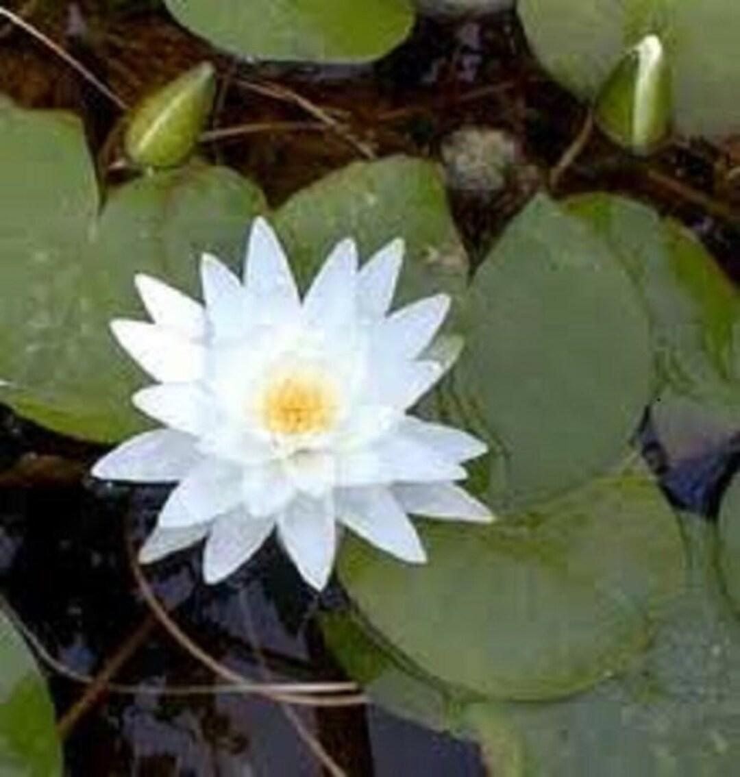White Water Lily, Nymphaea Alba 10 Seeds, Aquatic Species - Etsy Canada