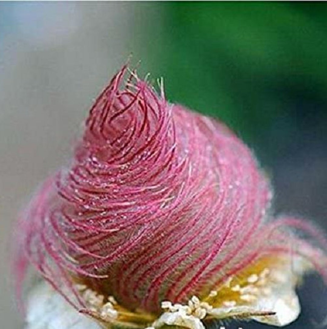 Prairie Smoke Flower Seeds - Geum Triflorum - Native Pink Flowers ...