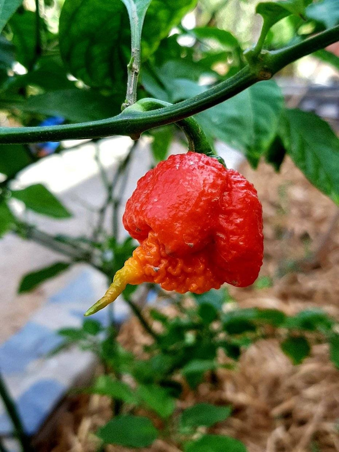 Carolina Reaper Hp22b (officially the World's Hottest Chili) 10 Fresh ...