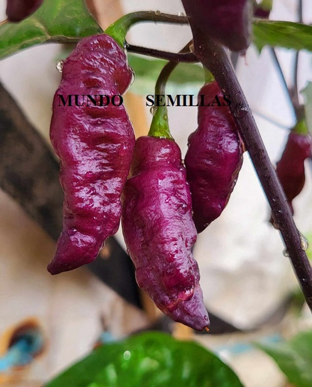 Semillas de Pimiento Tigre rosa Pink Tiger chili muy picante , chile, capsicum chinense - Etsy ...
