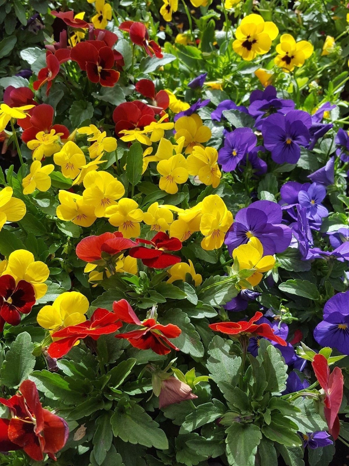 Giant Flower Pansy Assorted Colors Viola Pansy 100 Seeds - Etsy Canada