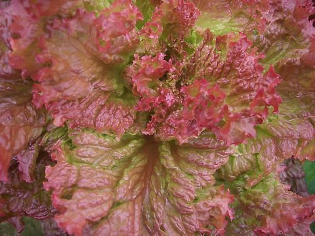 Pink Leaf LETTUCE Lollo Rosso 250 Seeds Seeds Garden Garden - Etsy Canada