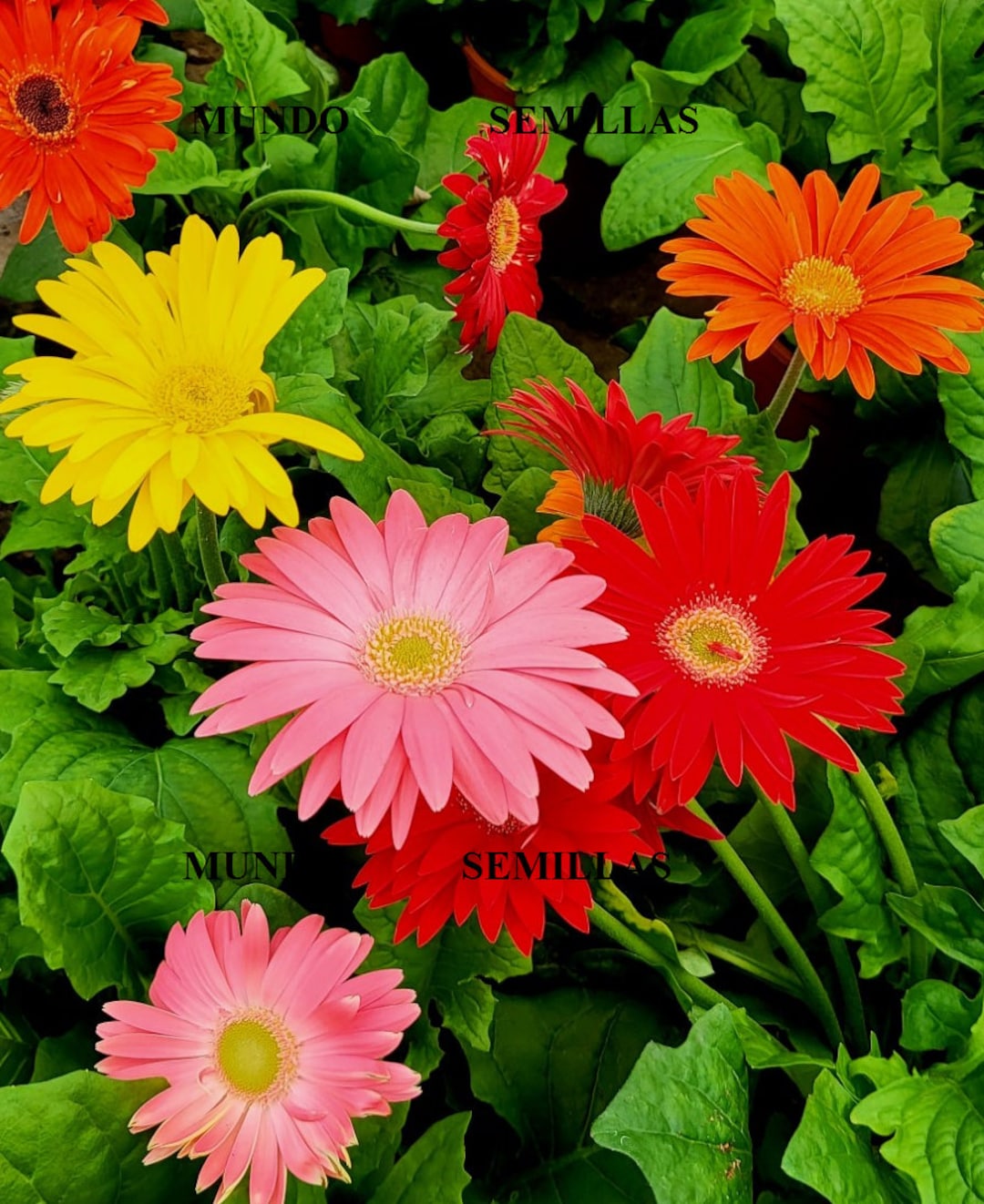 20 Giant Flower Gerbera Seeds Assorted Colors - Etsy Canada
