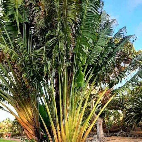 Rare Exotic Costa Rican Umbrella Plant 10 Seeds - Etsy Canada