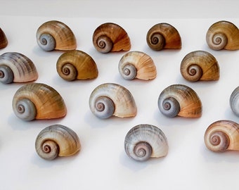 Apple Snail Shell - Etsy