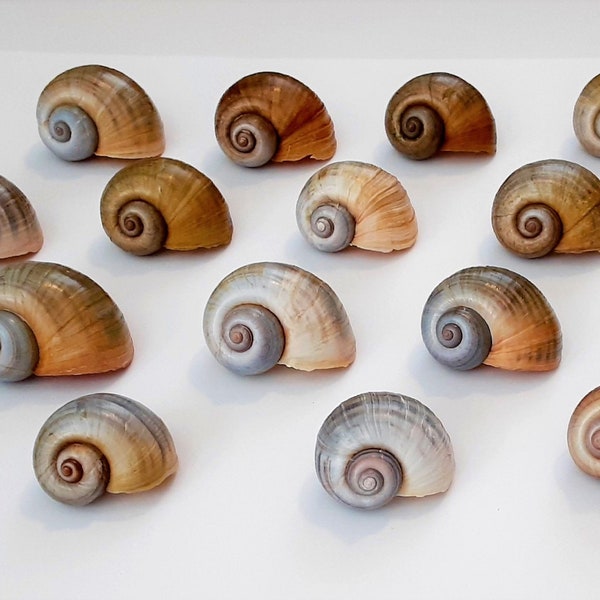 Apple Snail Shell - Etsy