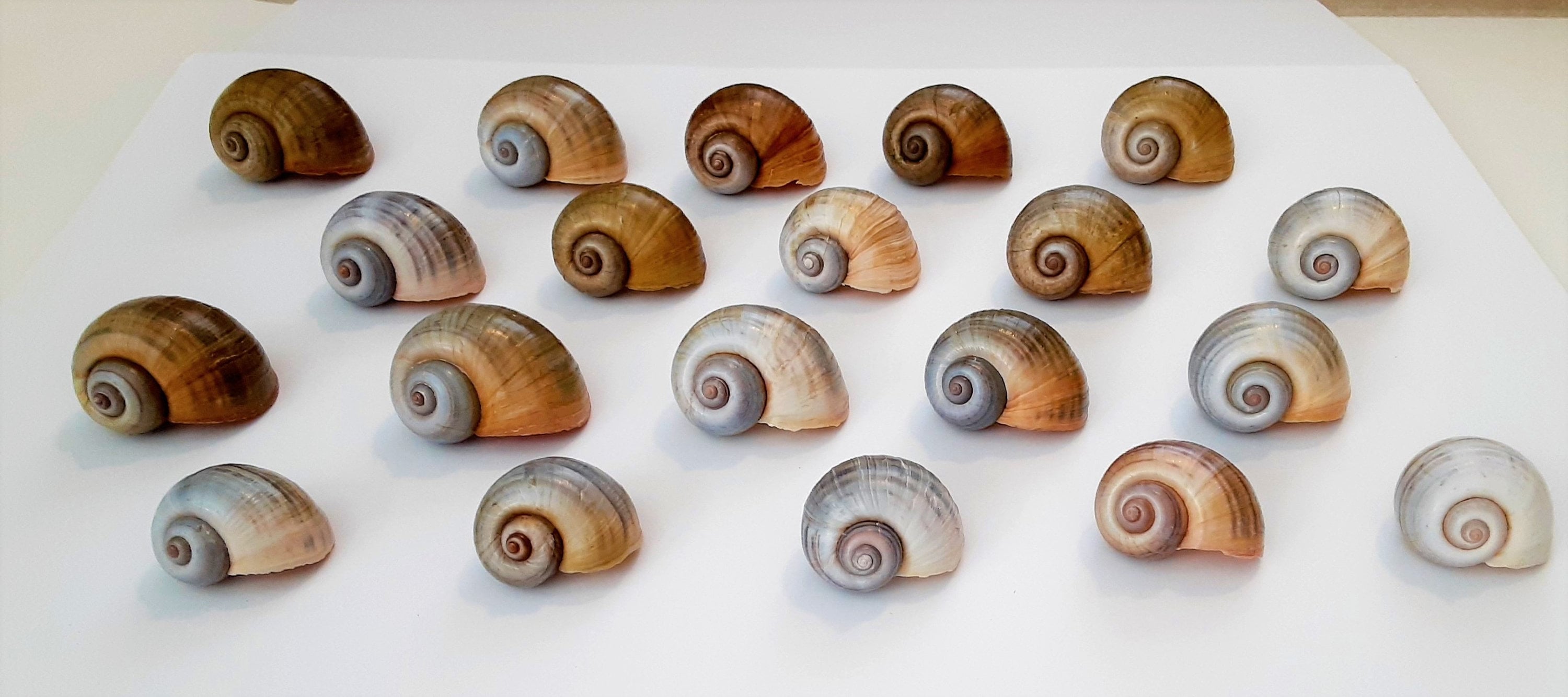 Marine Snail Shells