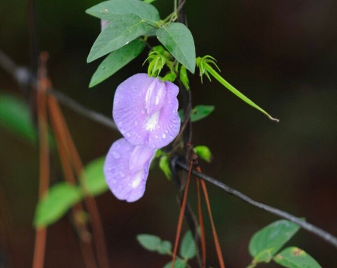 2 Plants - Spurred Butterfly Pea Plant, Wild Pea - 8 Inch - Centrosema ...