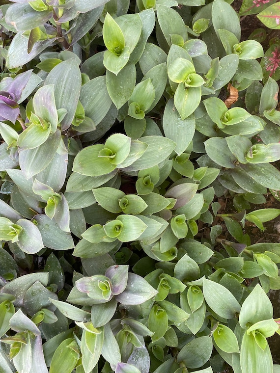 Tradescantia Pallida 'Pale Puma' Pale Puma Spiderwort