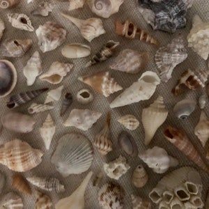 Seashell Art Framed Florida Gulf Shells Coastal Decor - Etsy