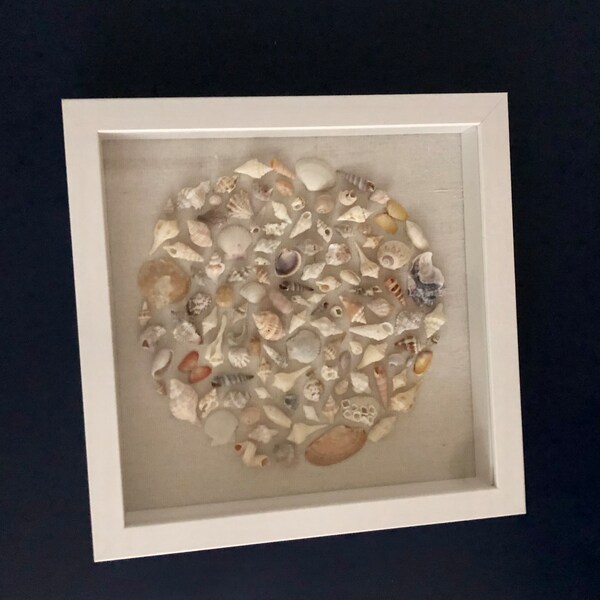 Coquina Shells Art - Etsy