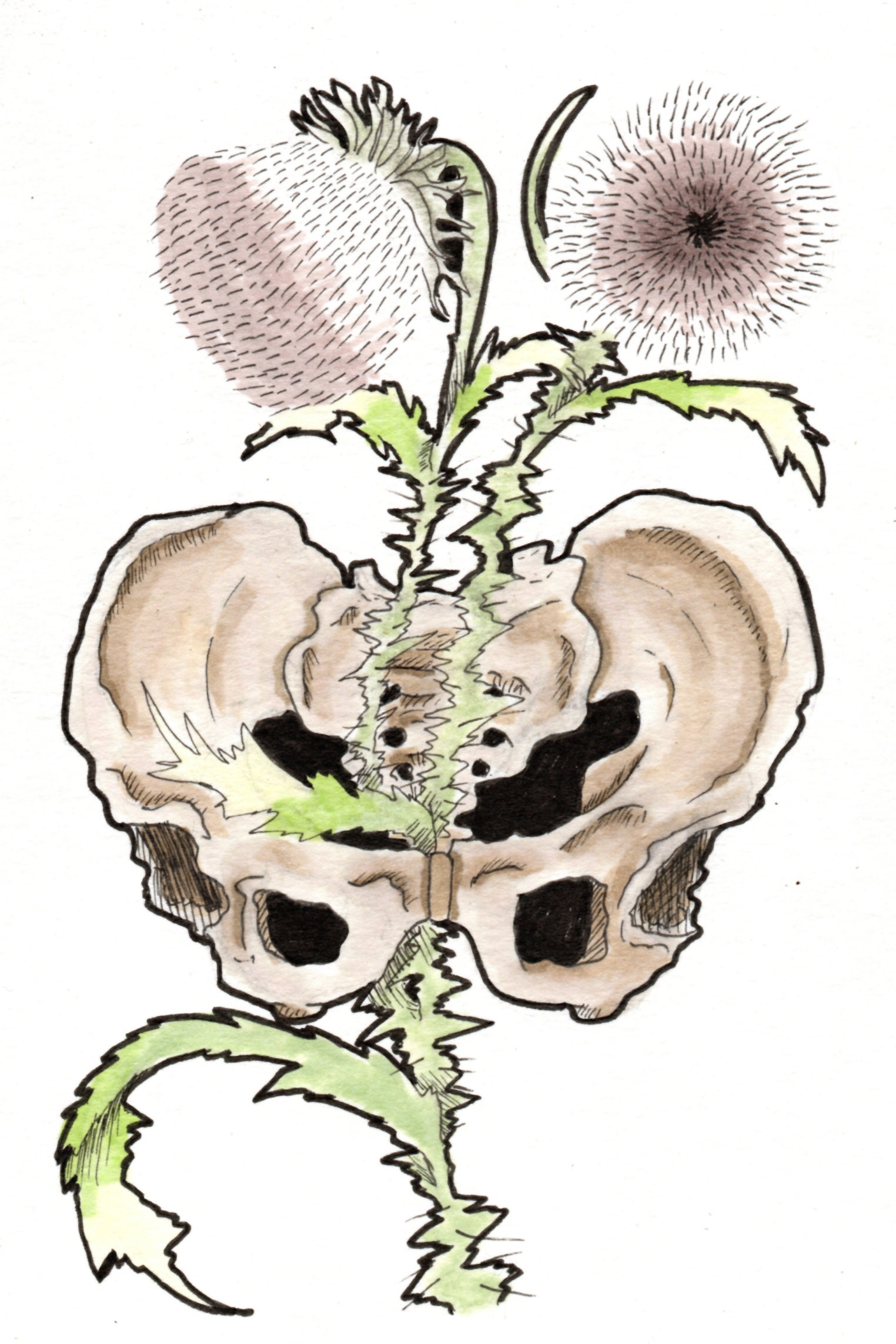 Bones & Botany - Etsy