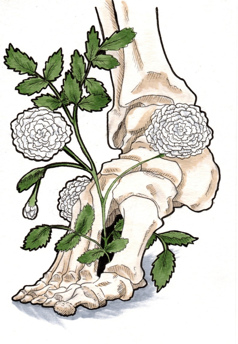 Bones & Botany - Etsy