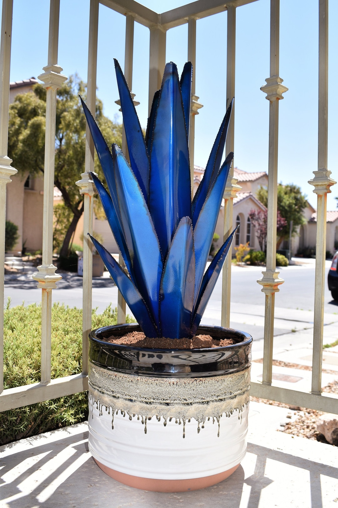 Blue Agave Plant