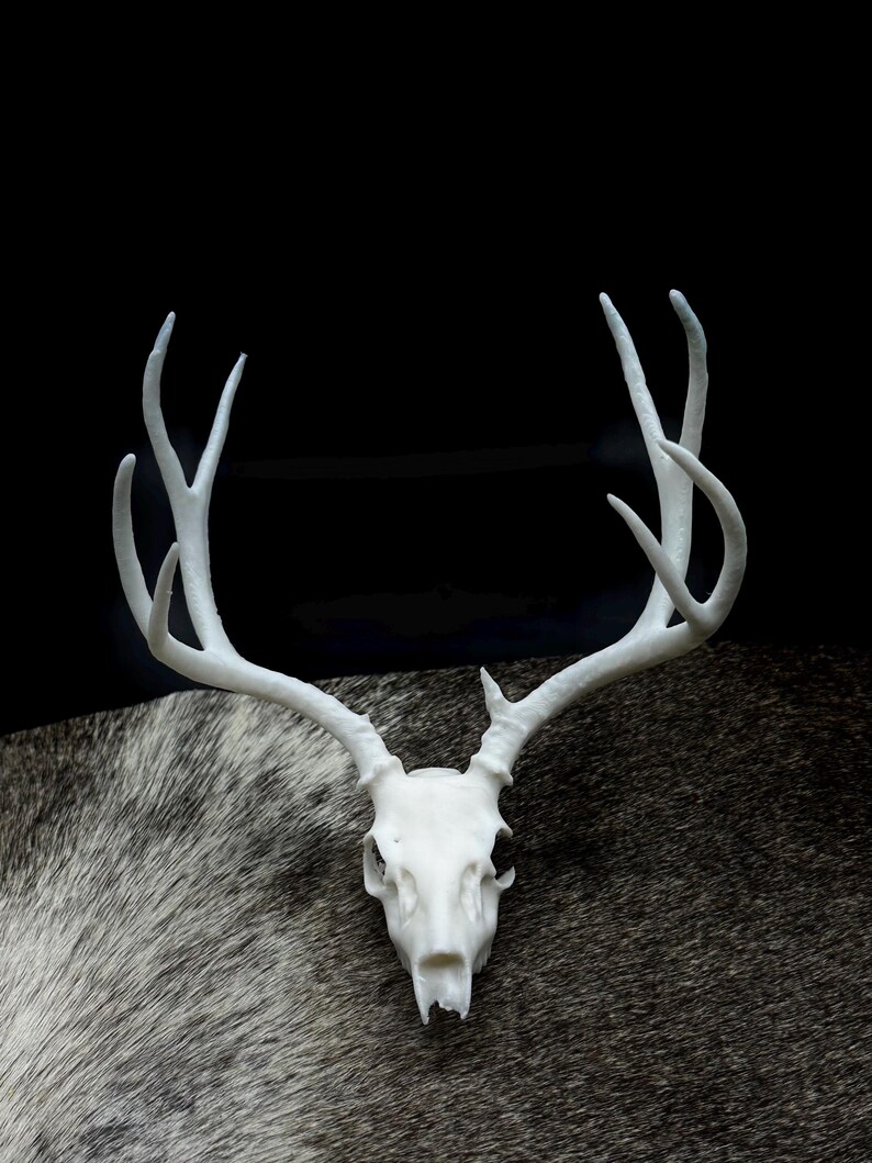 Miniature Deer Skull and Antlers - Etsy