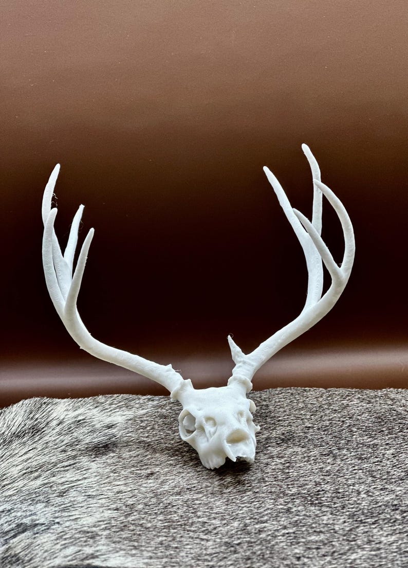 Miniature Deer Skull and Antlers - Etsy