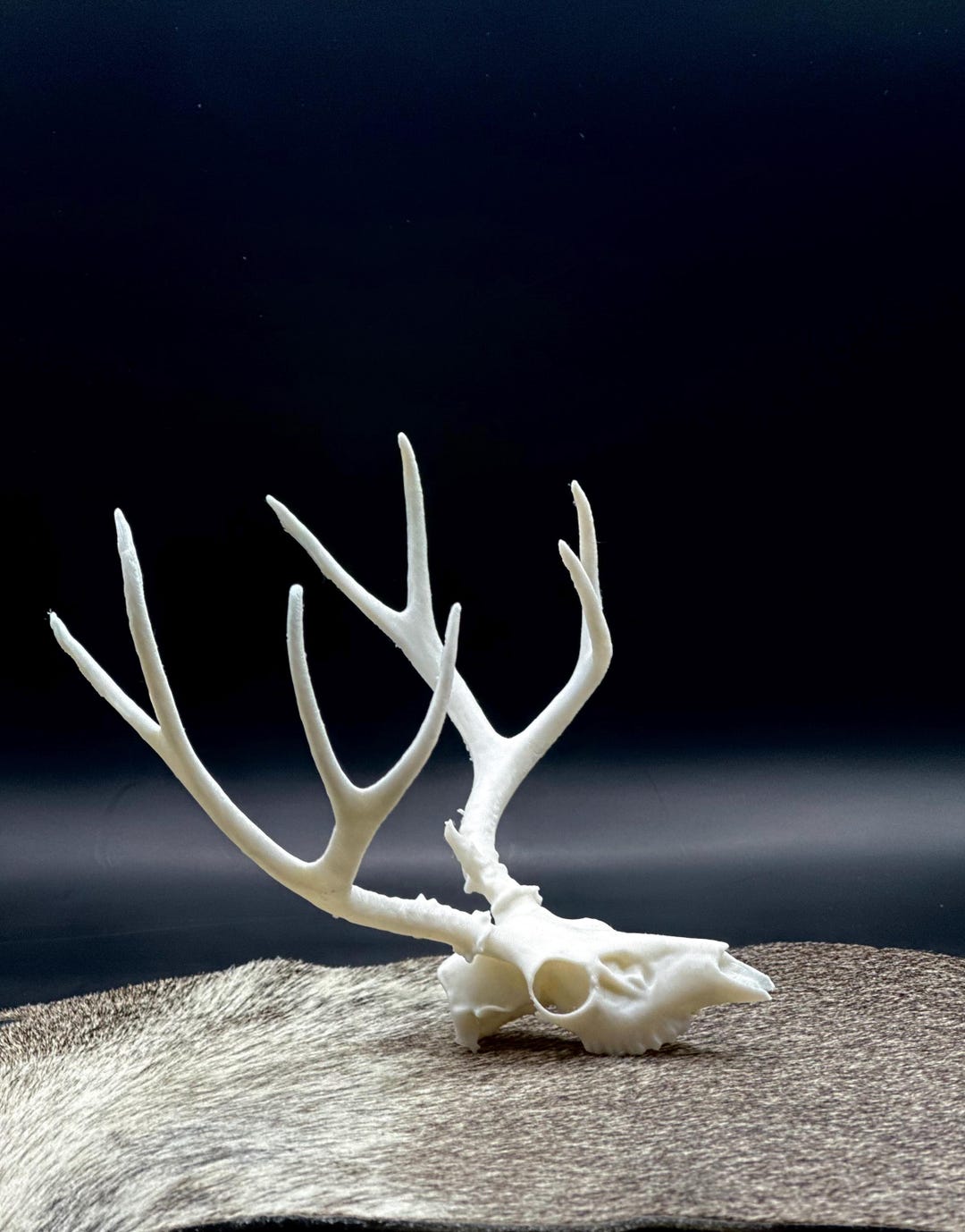 Miniature Deer Skull and Antlers - Etsy