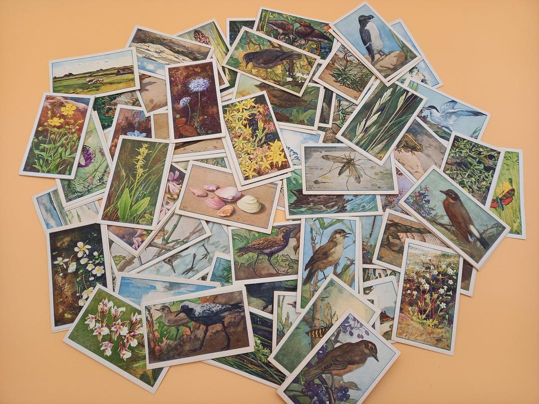 Texel ~ Collage Pack ~ 15 Verkade Cards ~ Drawing Illustration ...