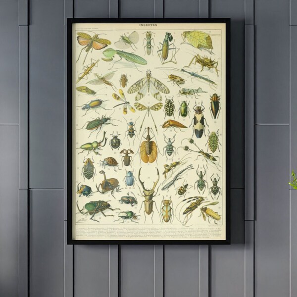 Insect Poster - Etsy