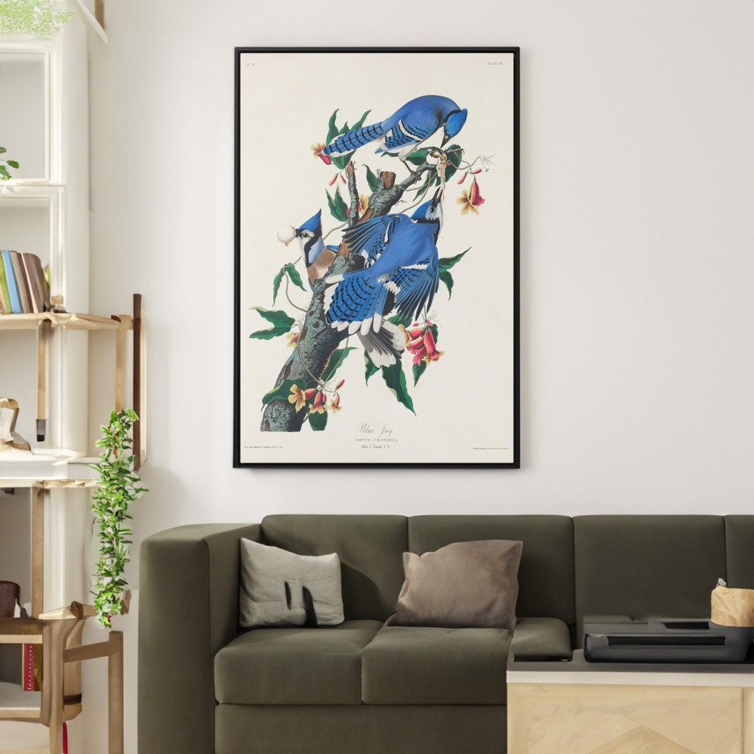 John James Audubon Blue Jay Canvas/poster Wall Art Reproduction ...