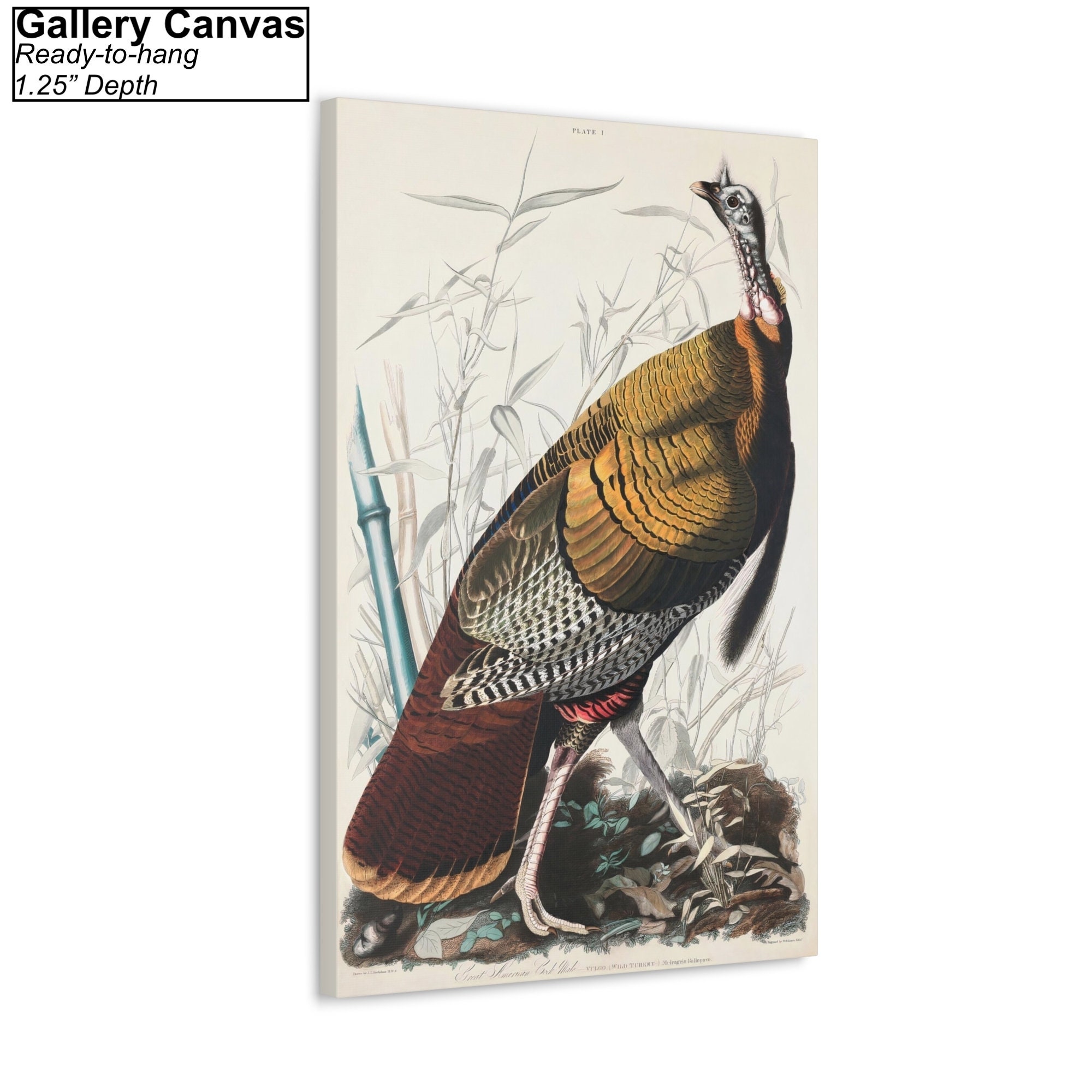 John James Audubon Wild Turkey Canvas/poster Wall Art Reproduction ...