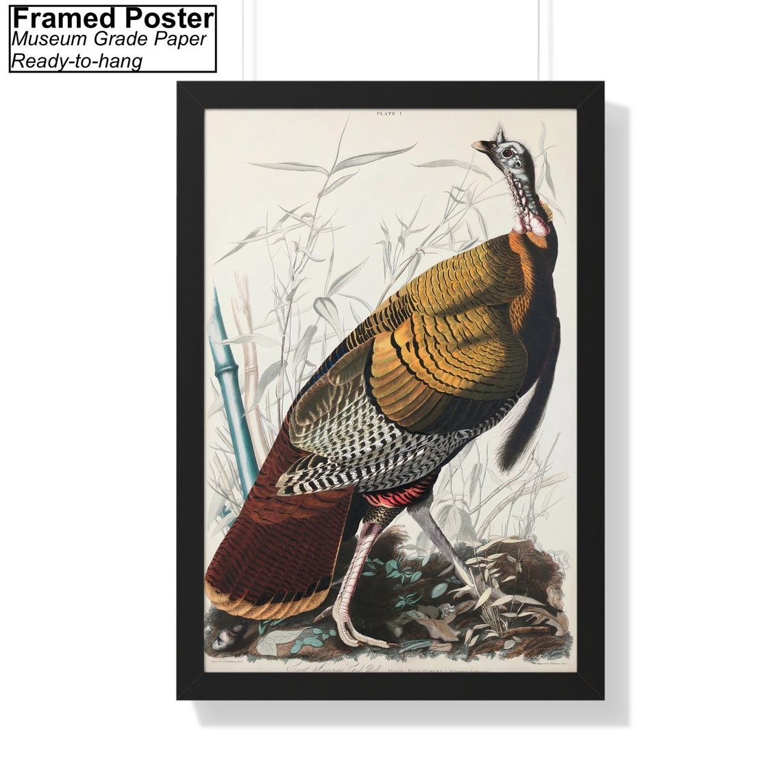 John James Audubon Wild Turkey Canvas/poster Wall Art Reproduction ...