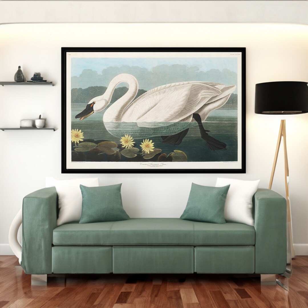 John James Audubon Swan Canvas/poster Wall Art, Vintage Bird Print ...