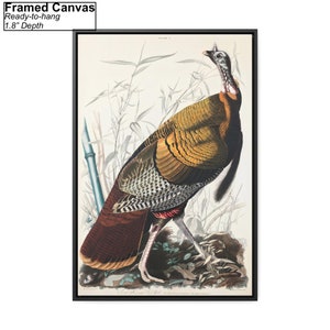 John James Audubon Wild Turkey Canvas/poster Wall Art Reproduction ...