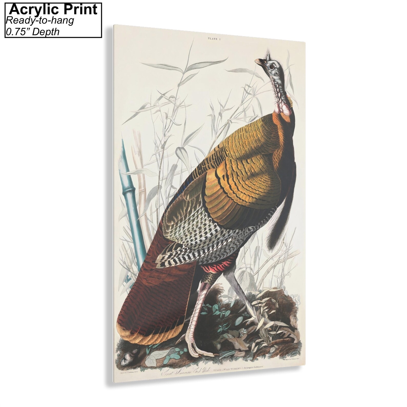 John James Audubon Wild Turkey Canvas/poster Wall Art Reproduction ...