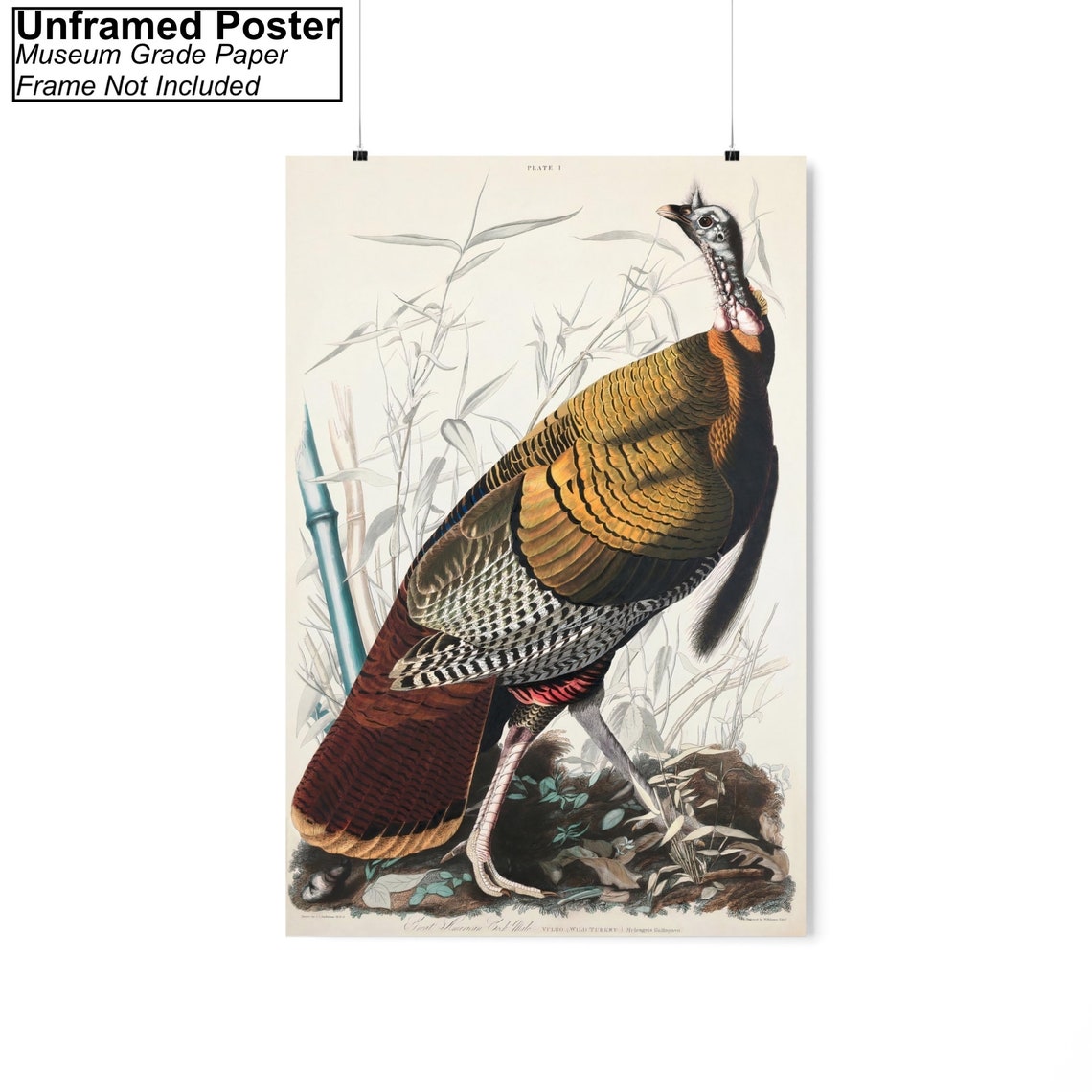 John James Audubon Wild Turkey Canvas/poster Wall Art Reproduction ...