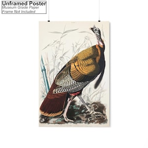 John James Audubon Wild Turkey Canvas/poster Wall Art Reproduction ...