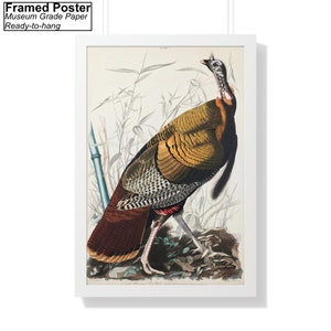 John James Audubon Wild Turkey Canvas/poster Wall Art Reproduction ...