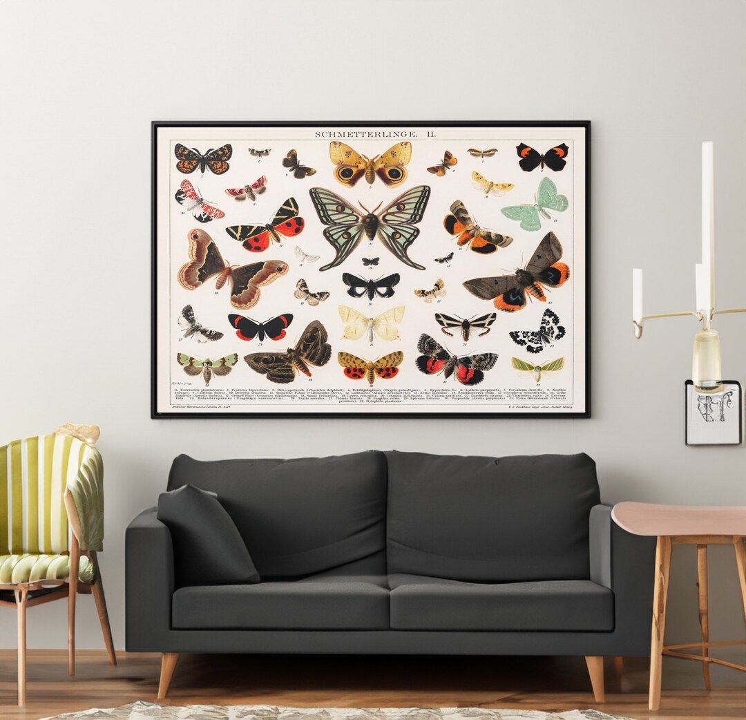Antique Butterfly Lithograph Canvas/poster Wall Art Reproduction ...