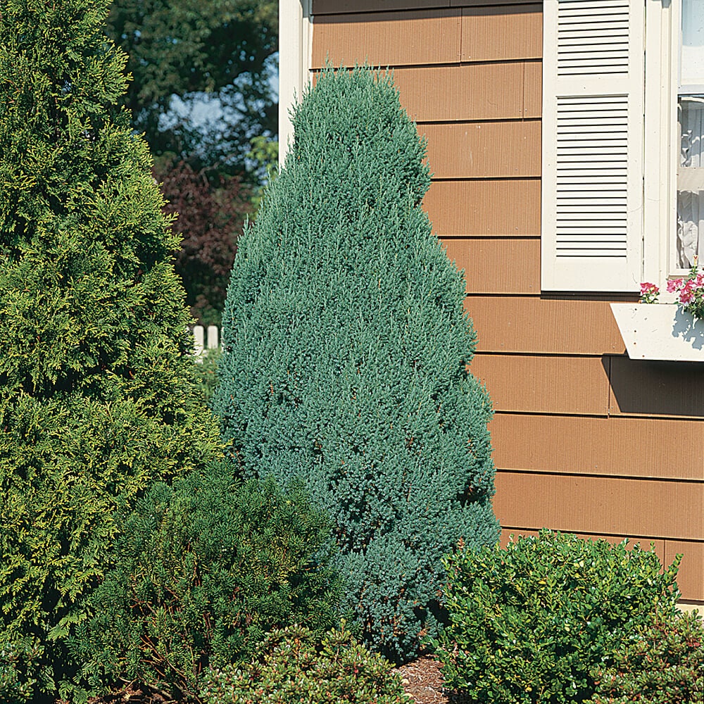 Blue Point Juniper Tree Elegant Evergreen Tree With Striking Blue-green ...