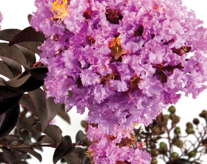 Sunlit Elegance Premium Yellow Milk Crape Myrtle Seeds 25-500 Seeds ...