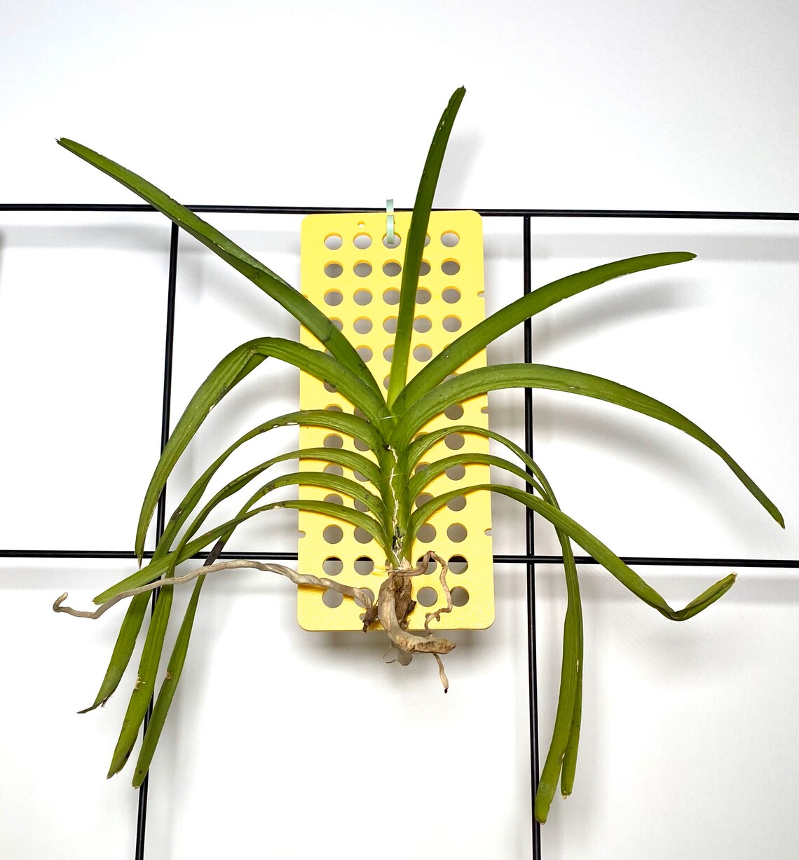 Orchid Mounting Plates - Etsy