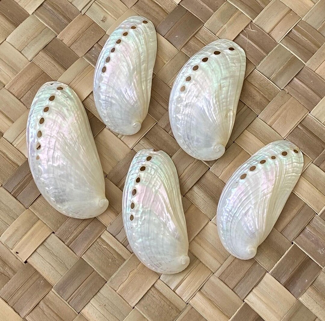 One Jumbo White Peacock Abalone Seashell DIY Polynesian Costume Making ...