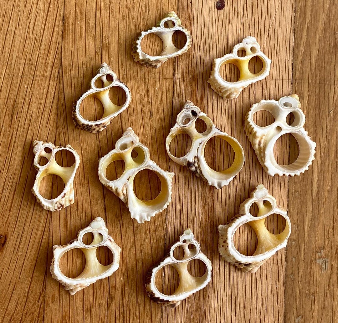 10 Pcs Golden Turbo Center Cut Seashells DIY Polynesian Costume Making ...