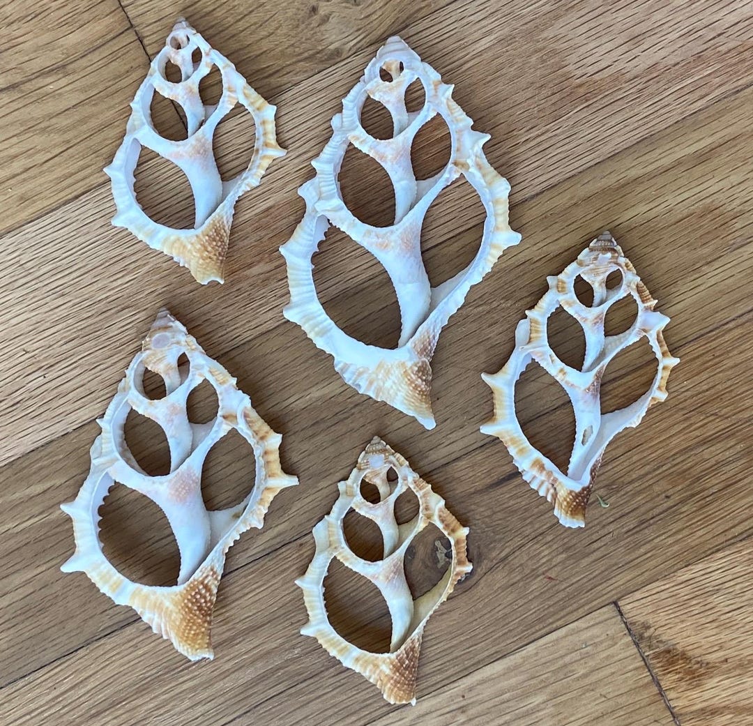 10 Pcs Frog Shell Rana Center Cut Seashells DIY Polynesian Costume ...