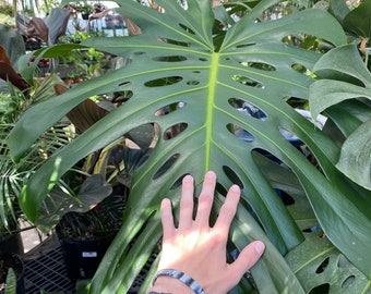 Large Form Monstera - Etsy