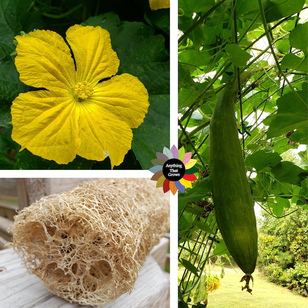 Luffa - Etsy