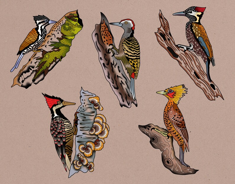 Woodpecker Study Print / Tattoo Flash Art by Jessi Taylor / 11”x14 ...